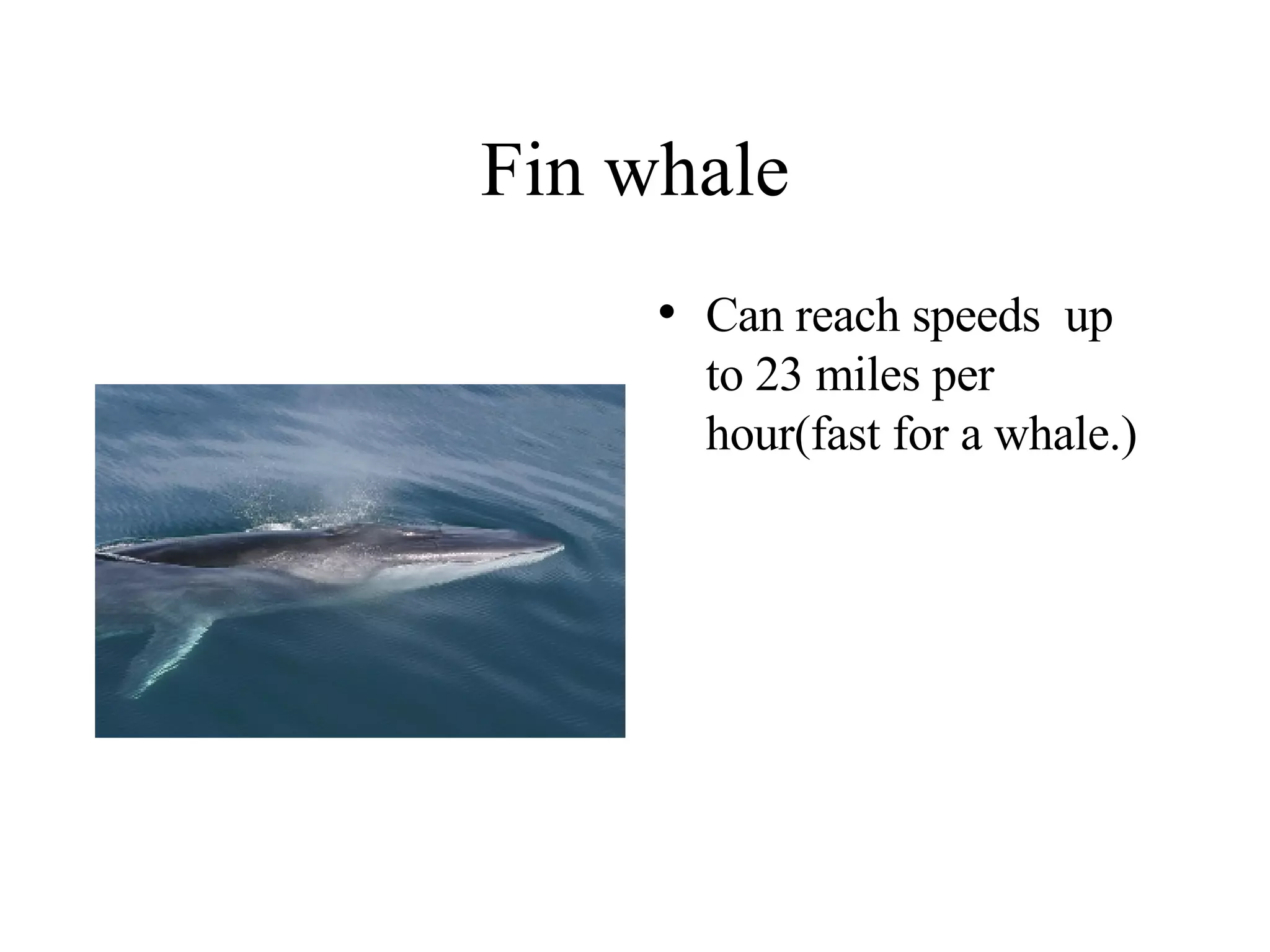 Whales | PPT
