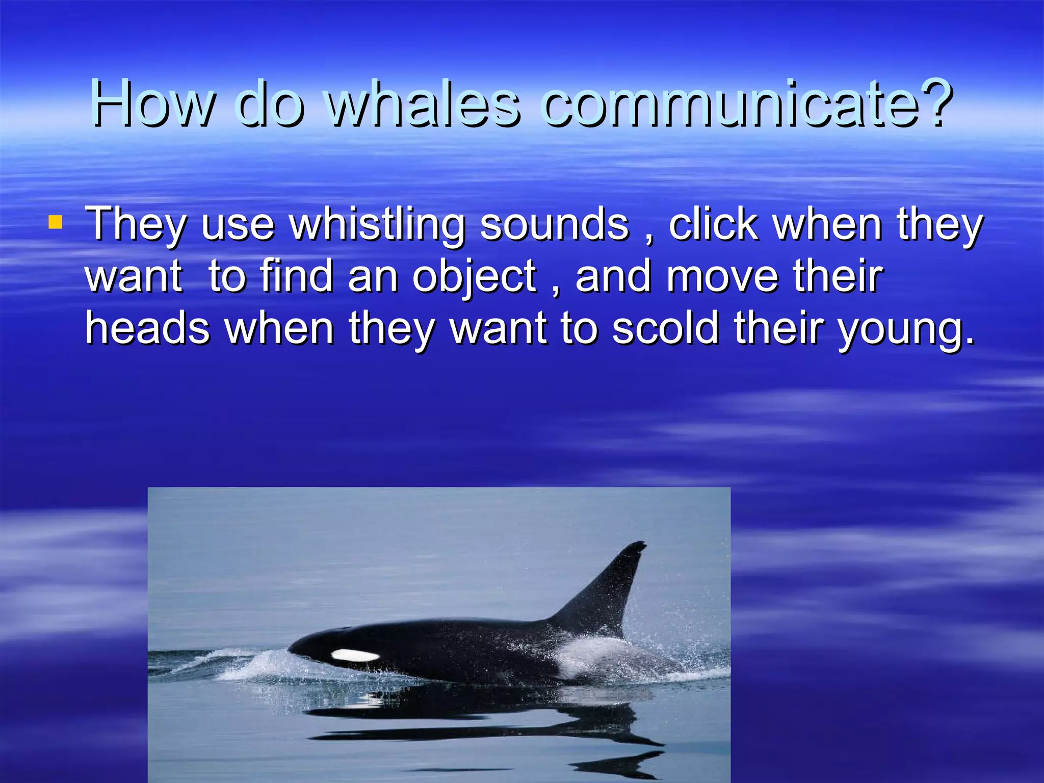 Whales and dolphins | PPT