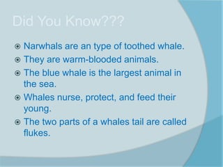 Whales are truly amazing | PPT