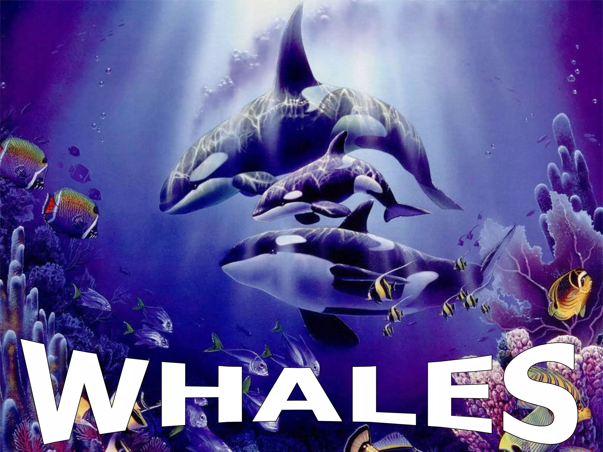 Whales By Ajay And Trupti | PPT