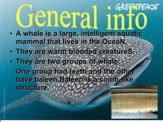 Whales By Ajay And Trupti | PPT