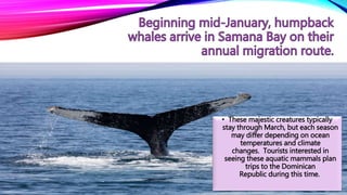 Lifestyle Holidays Vacation Club Announces Whale Season In The ...