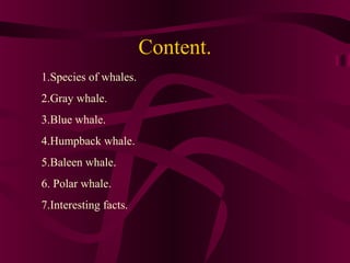 Whales eng | PPT