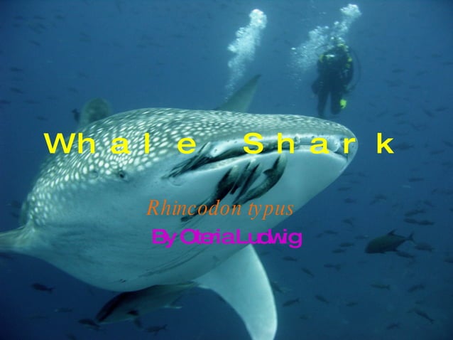 Whale Shark | PPT