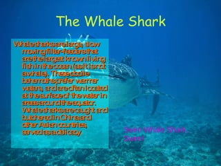 Whale Shark | PPT