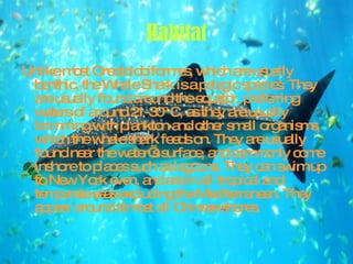 Whale Shark | PPT