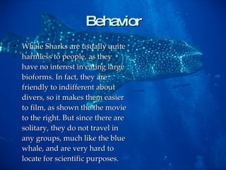 Whale Shark | PPT