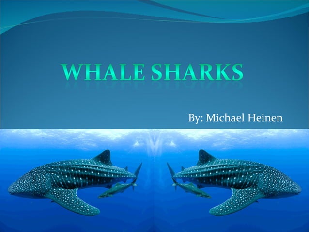 Whale shark | PPT