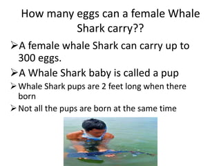 Whale sharks | PPTX