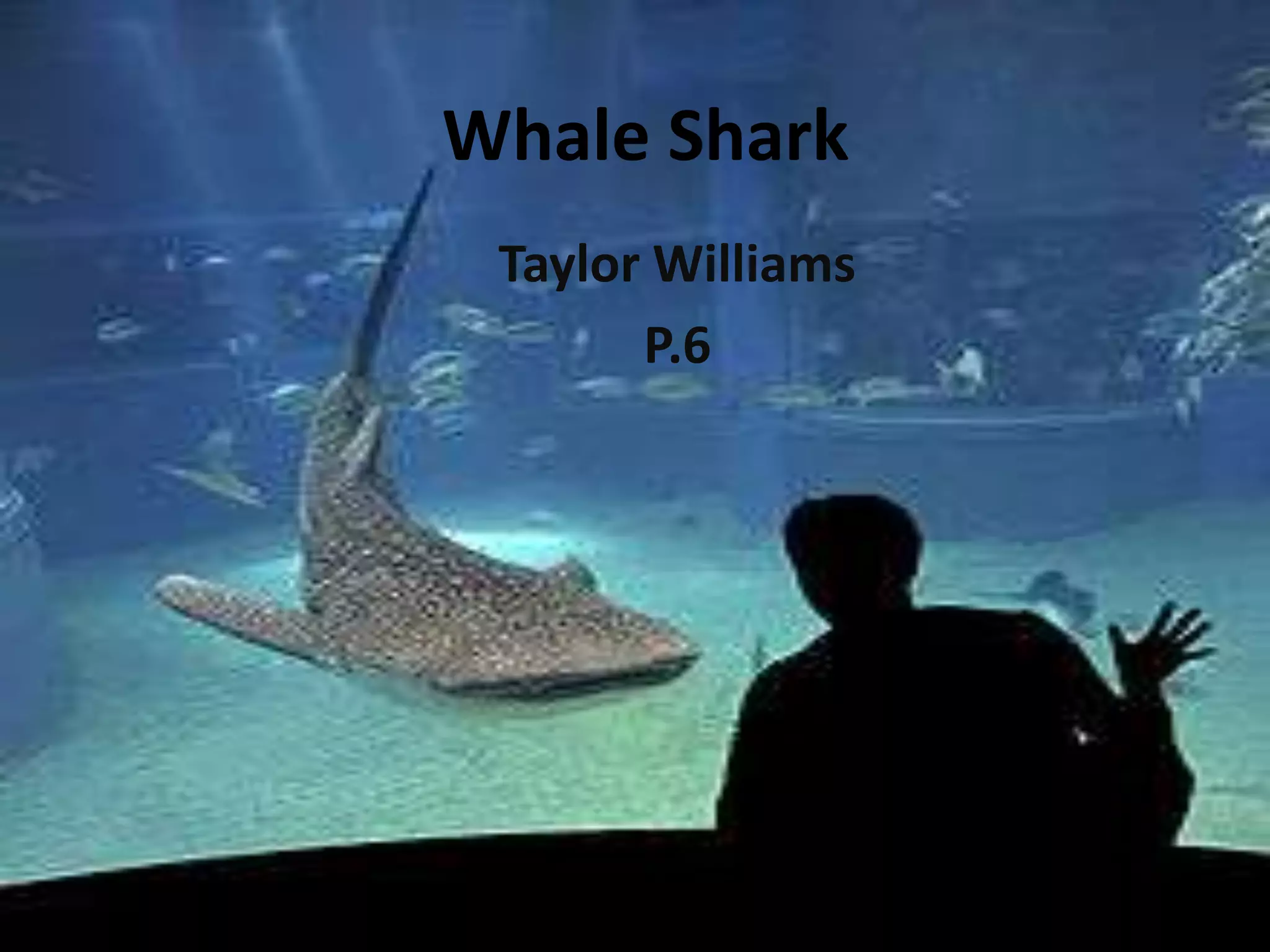 Whale shark ppt | PPTX