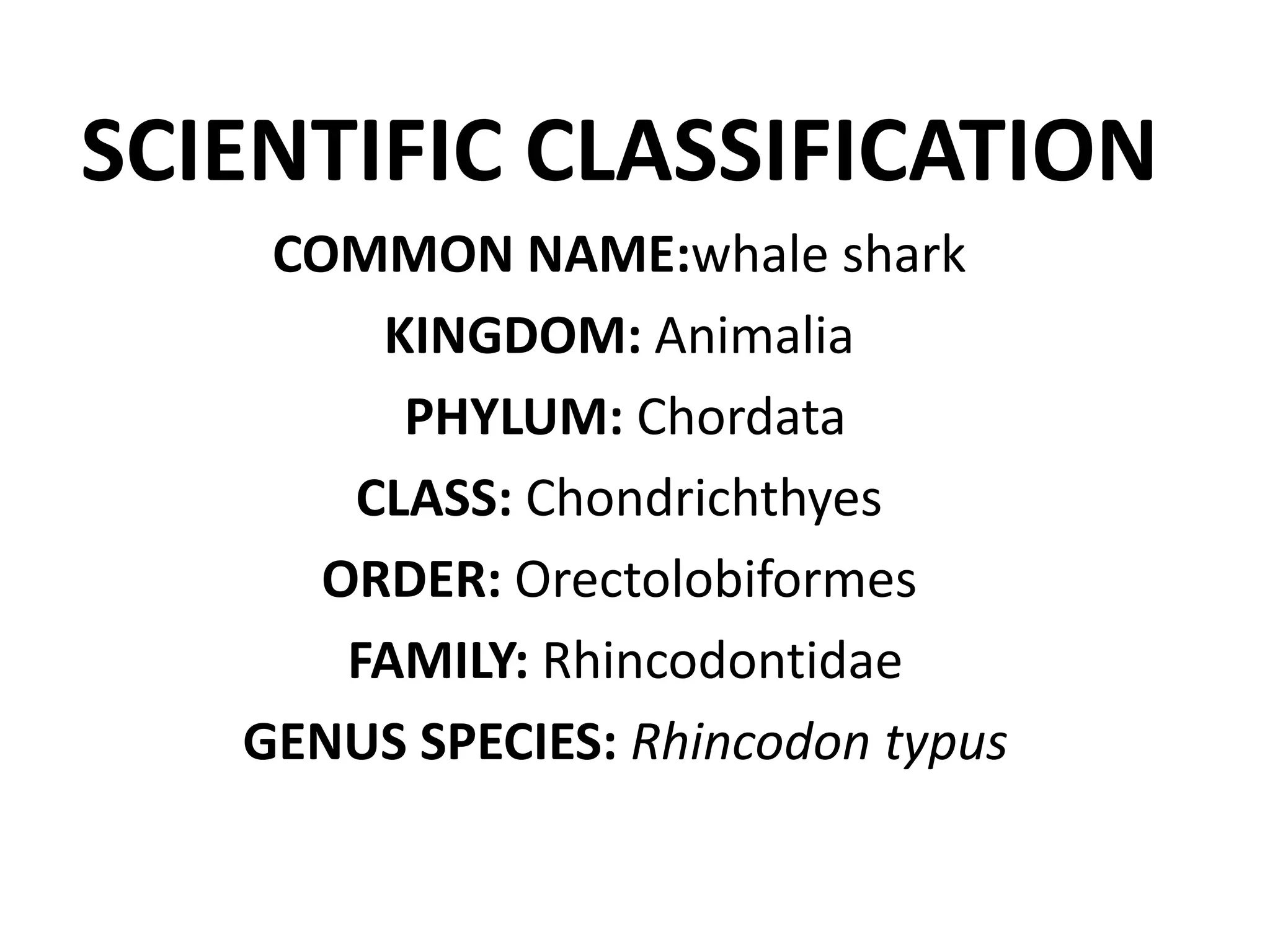 Whale shark ppt | PPTX