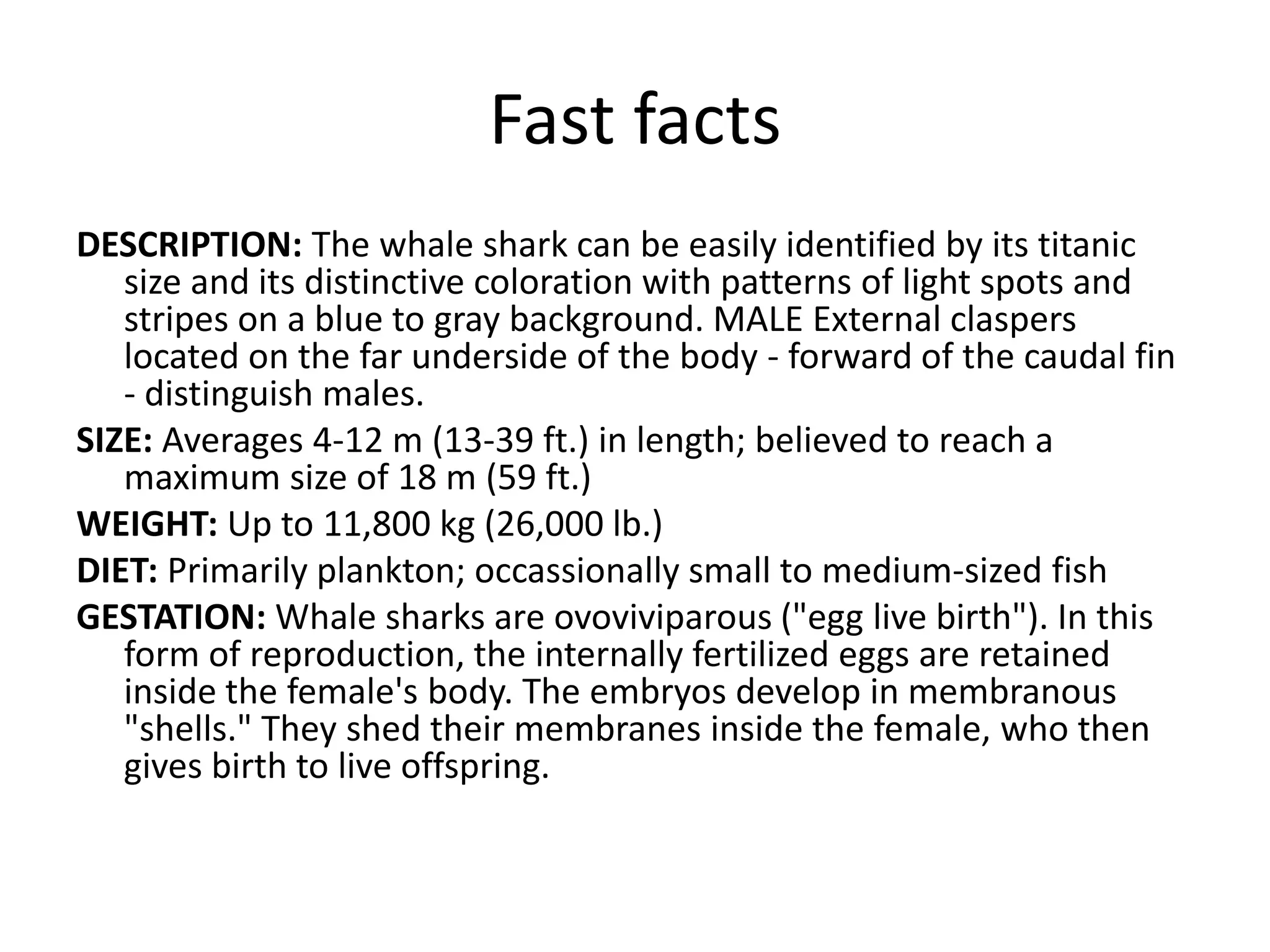 Whale shark ppt | PPTX