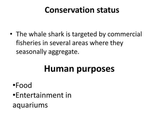 Whale shark ppt | PPTX | Fish and Aquariums | Pets