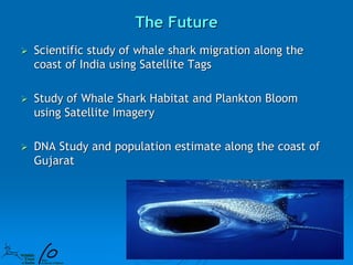 Whale Shark Ppt 10 Yrs | PPT