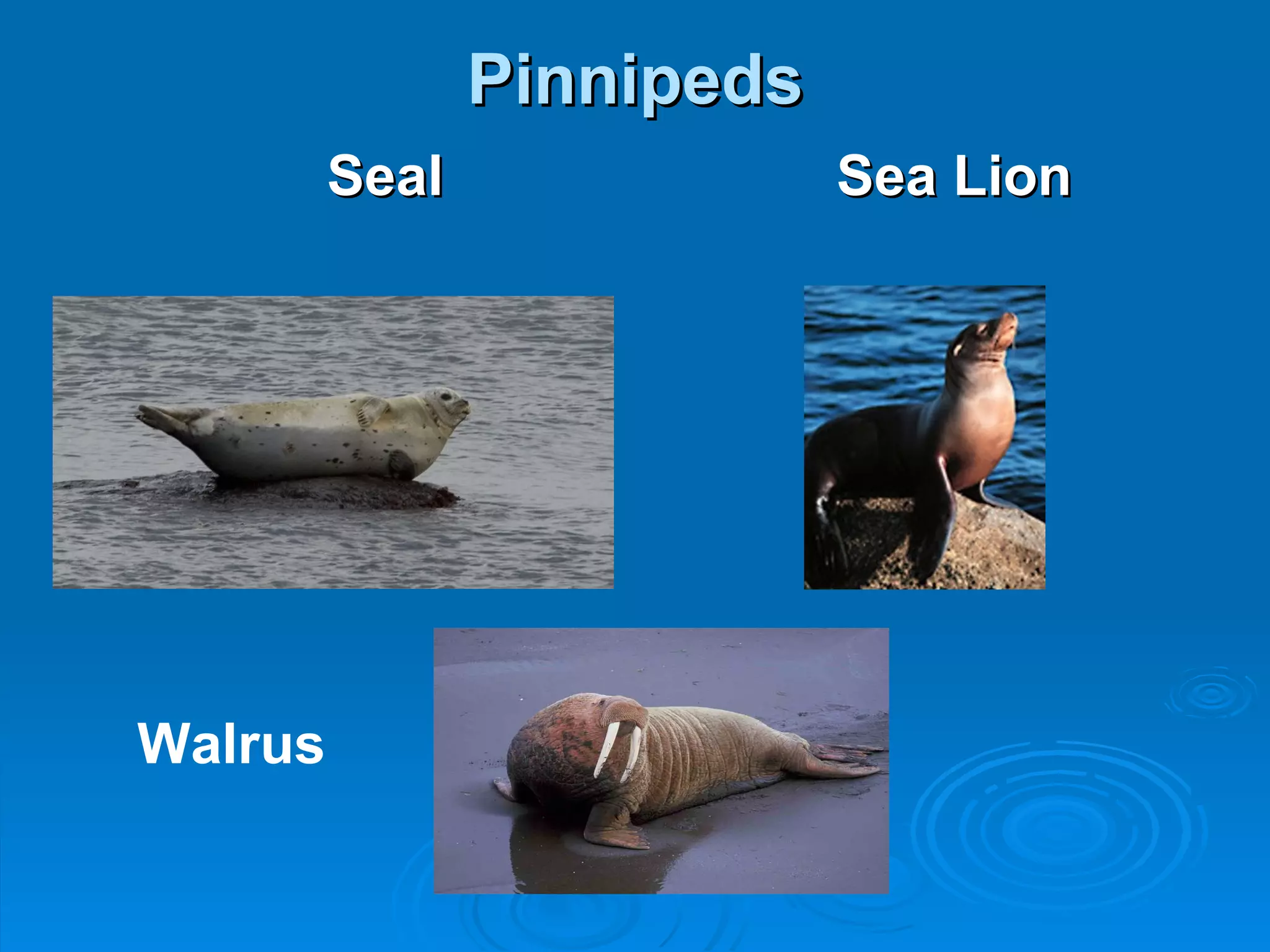 Marine Mammals Long Island | PPT