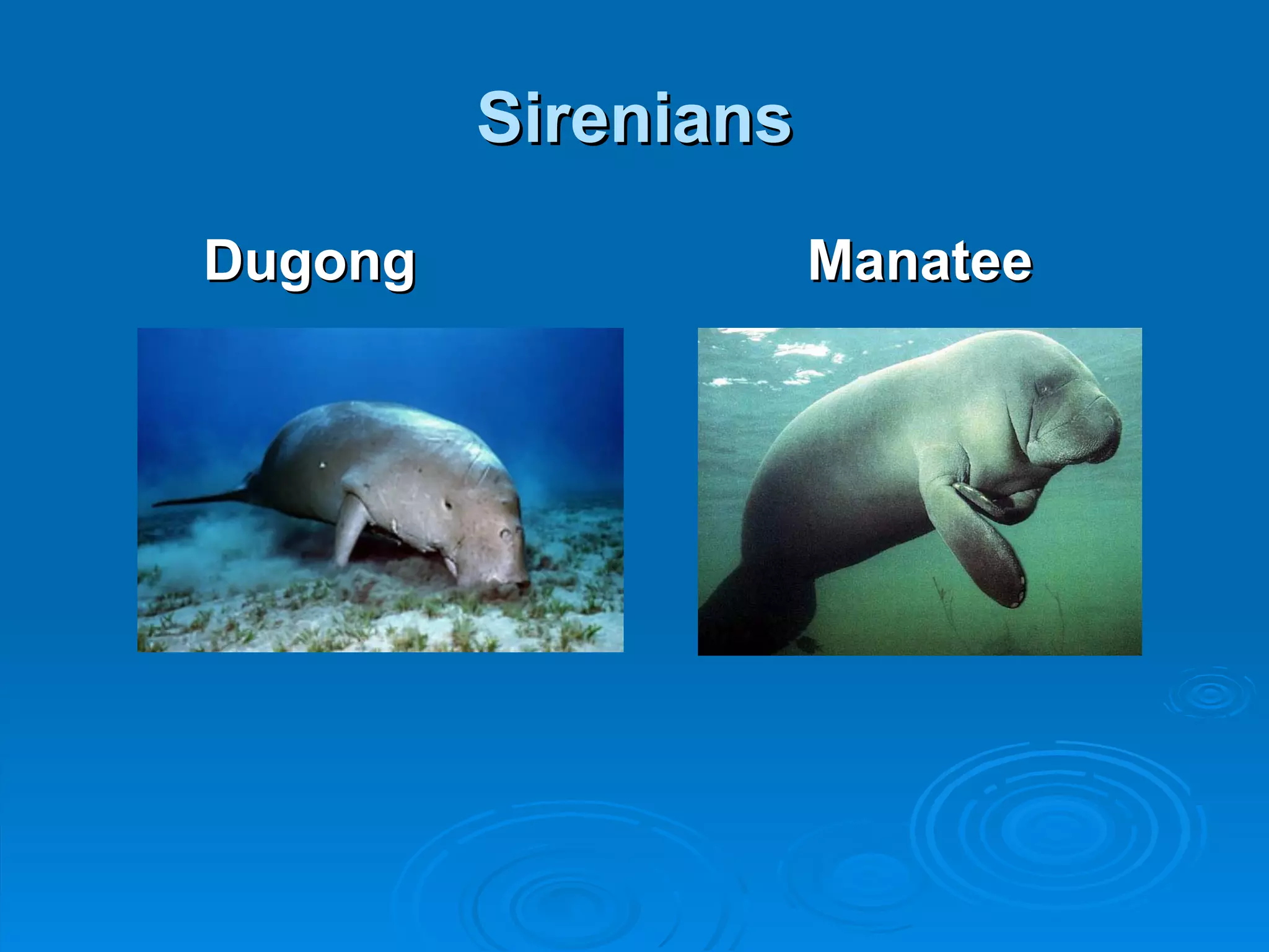 Marine Mammals Long Island | PPT