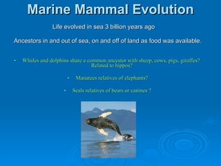 Marine Mammals Long Island | PPT