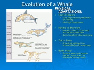 Marine Mammals Long Island | PPT