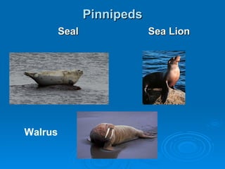 Marine Mammals Long Island | PPT