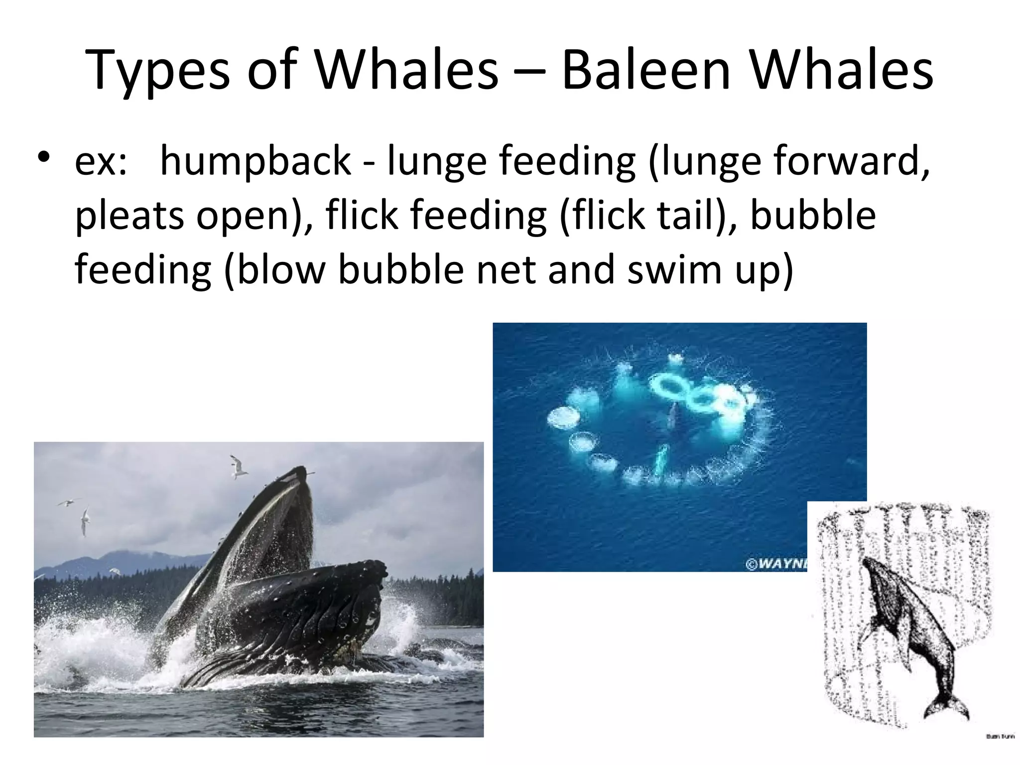Whales powerpoint | PPT