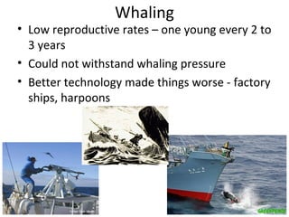 Whales powerpoint | PPT