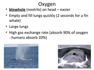 Whales powerpoint | PPT