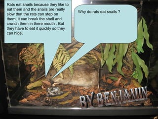 Wha S Endangered Species Slide S All Together | PPT