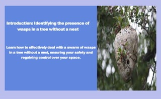 Whasps in tree but no nests.pptx