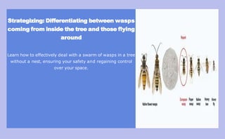 Whasps in tree but no nests.pptx