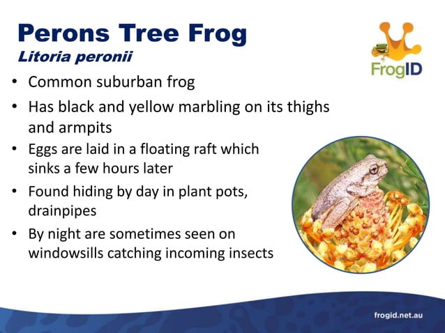 what-are-frogs-slides.pptx