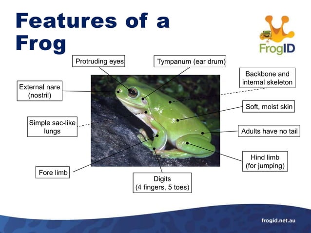 what-are-frogs-slides.pptx