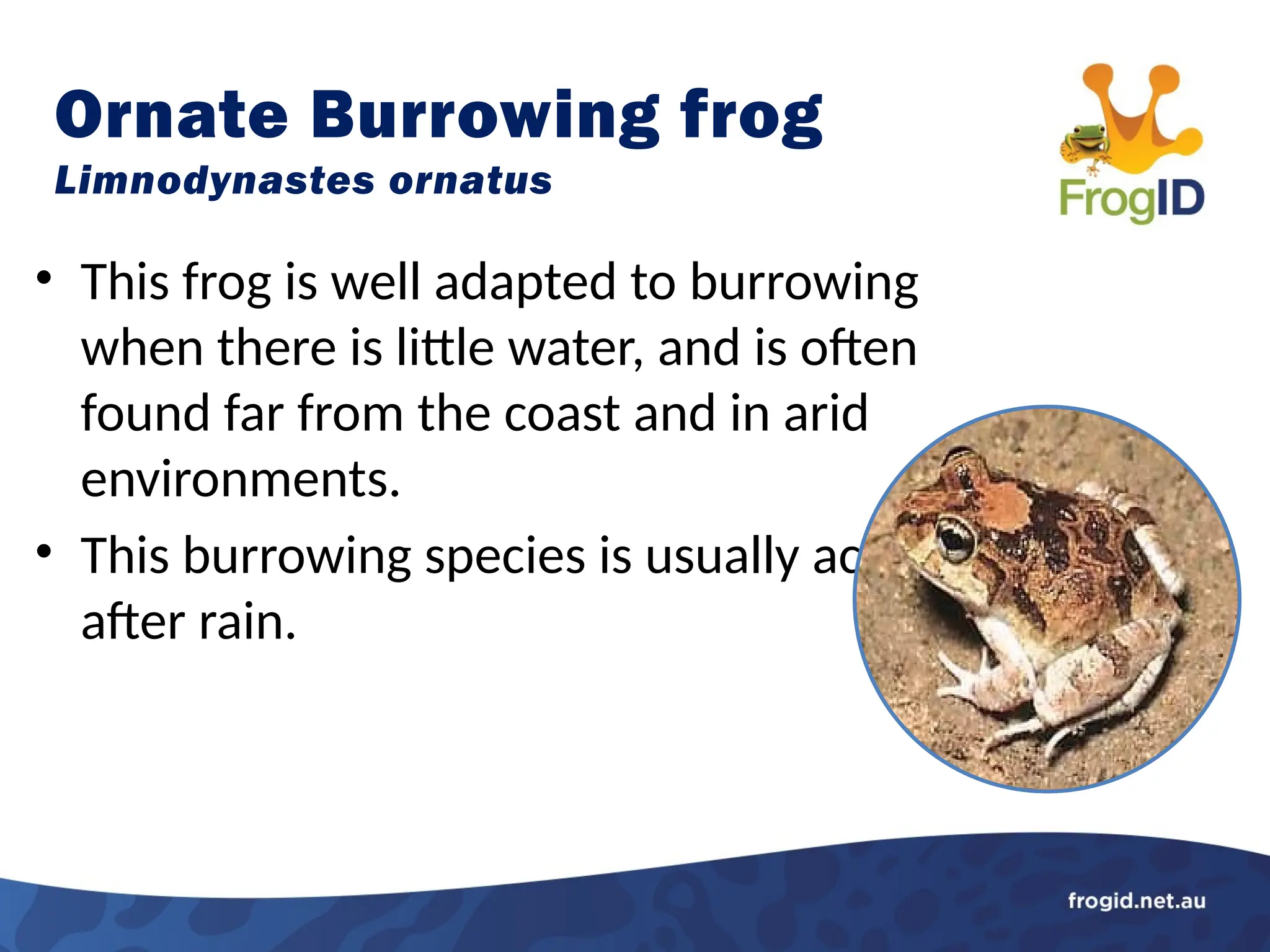 Frogs, their features and amphibious evolution | PPTX