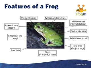 Frogs, their features and amphibious evolution | PPTX