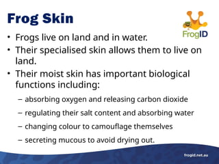 Frogs, their features and amphibious evolution | PPTX