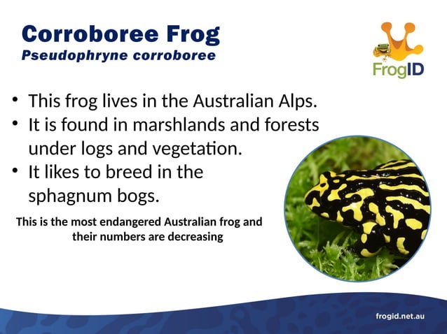 Frogs, their features and amphibious evolution | PPTX