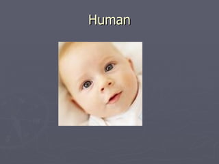 What Is A Human | PPT
