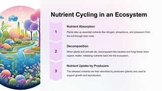 What-is-an-Ecosystem (1)-2.pptx.ppt on ecosystem | PPT