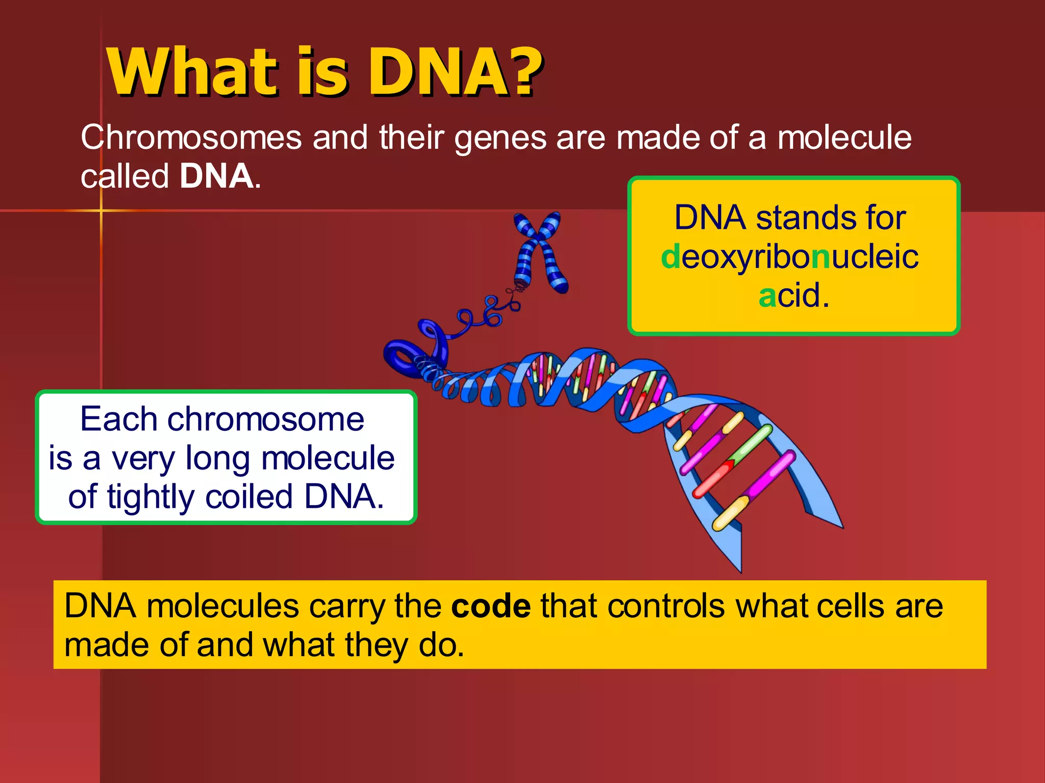 What Is Dna | PPT