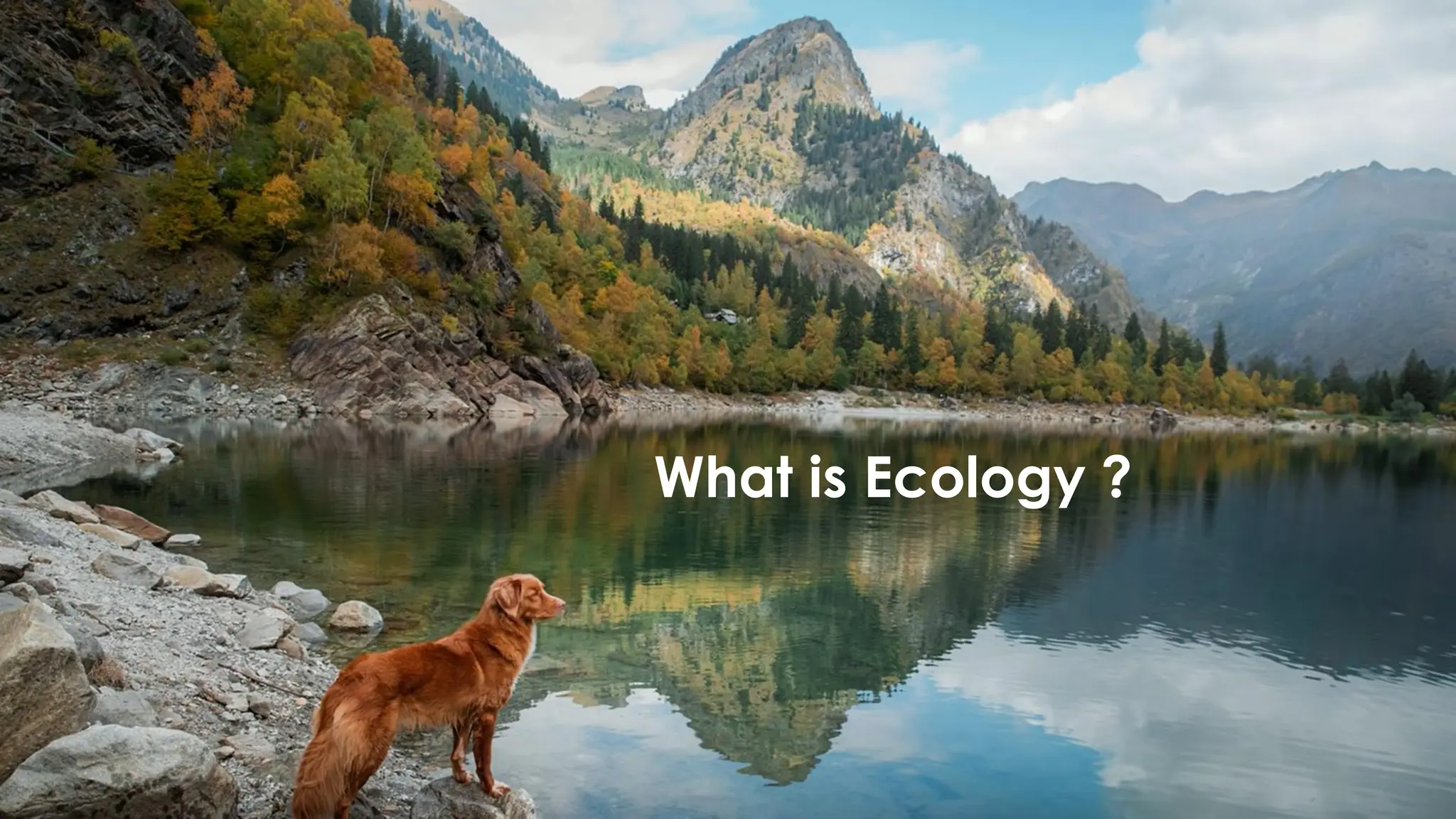 WHAT-IS-FOREST-ECOLOGY.pdf A Powerpoint Presentation | PPT
