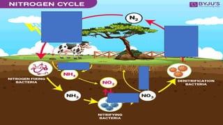 What-is-nitrogen AND THE NITROGEN CYCLE (1).pptx
