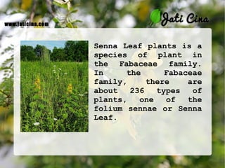 What is Senna Leaf | ODP | Gardening | Home & Garden