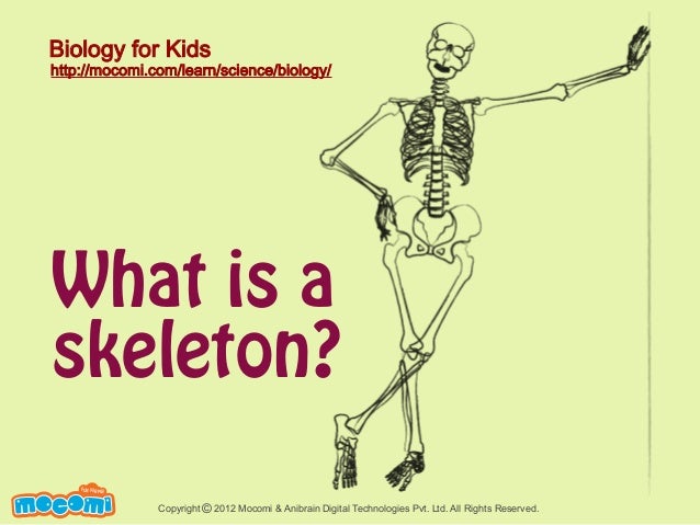 What is a Skeleton? - Mocomi.com
