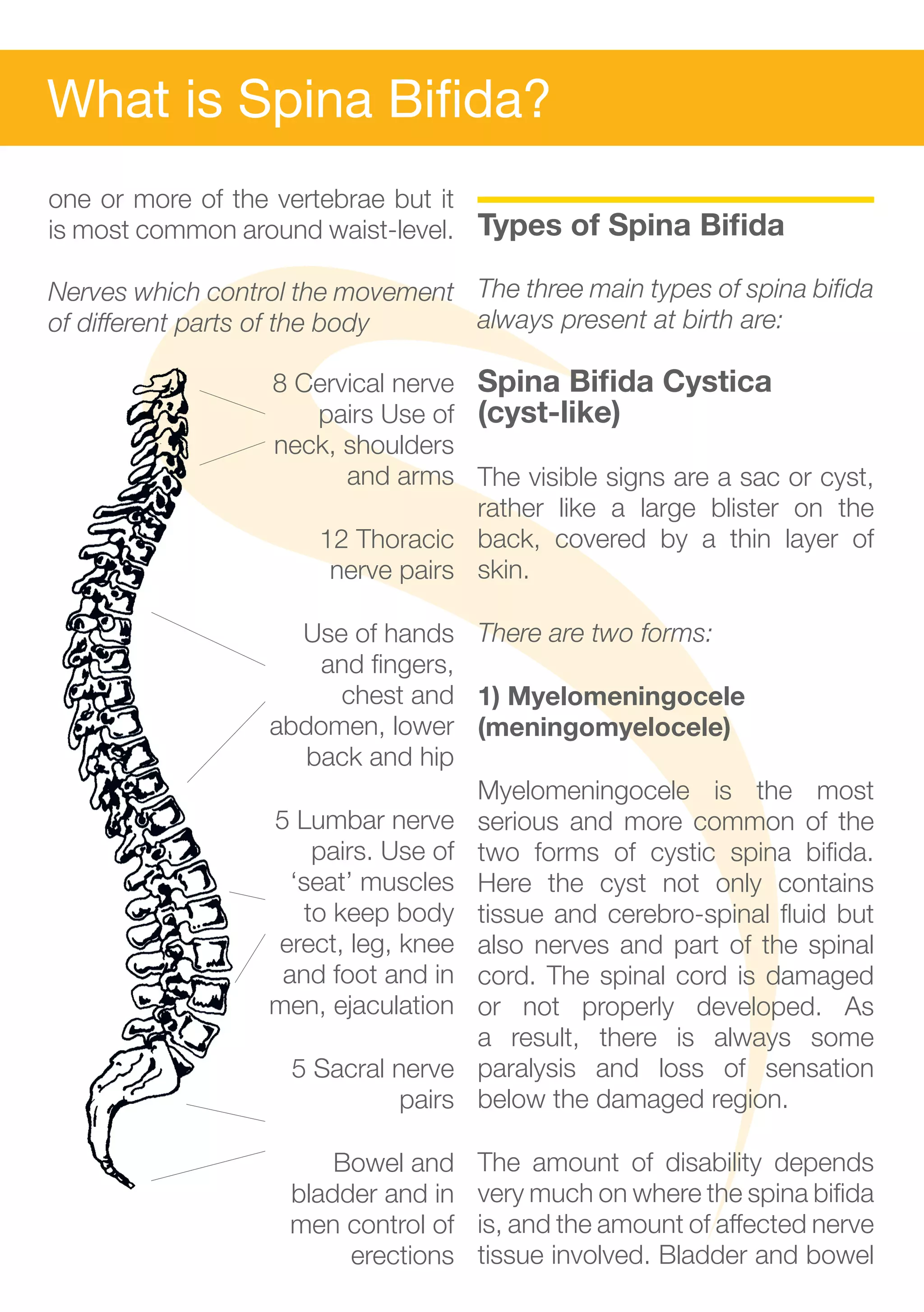 What is spina bifida | PDF
