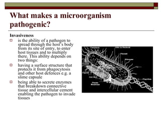 What Makes A Microorganism Pathogenic | PPT