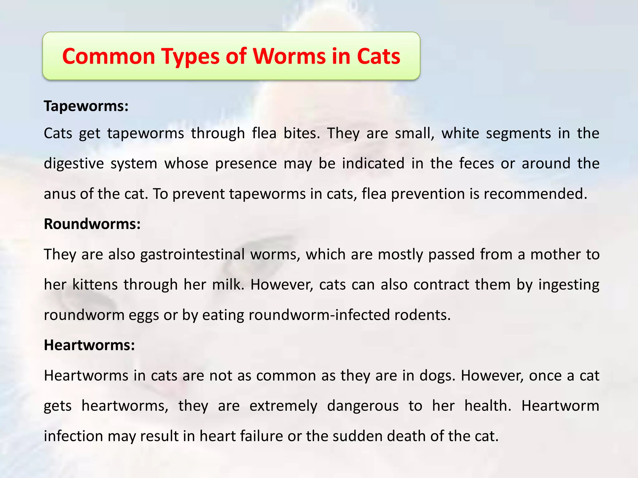 What You Need to Know About Worms in Cats | PPT