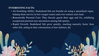Snakehead Fish: Introduction, Morphology & it's Characteristics. | PPT