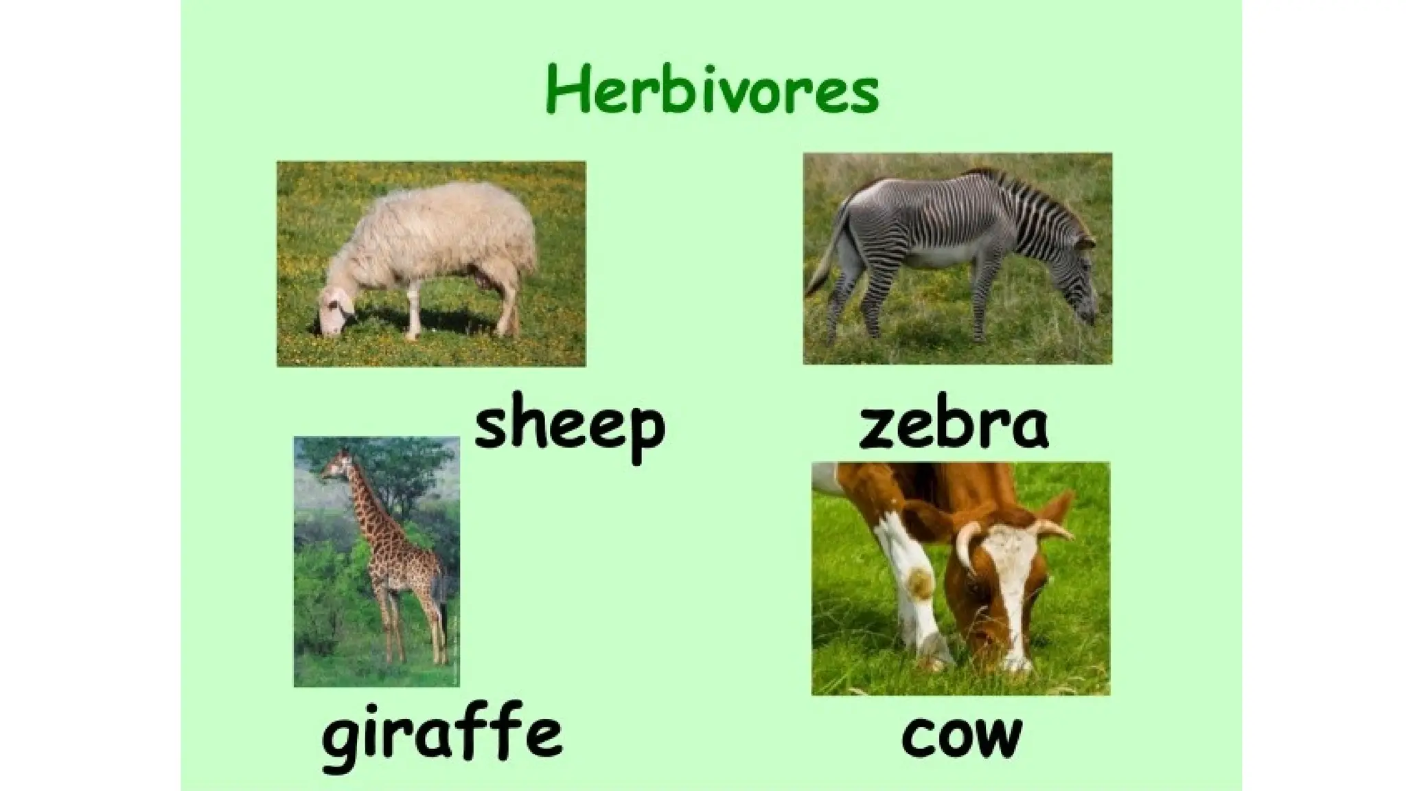 What animals are like for second graderspptx | PPTX