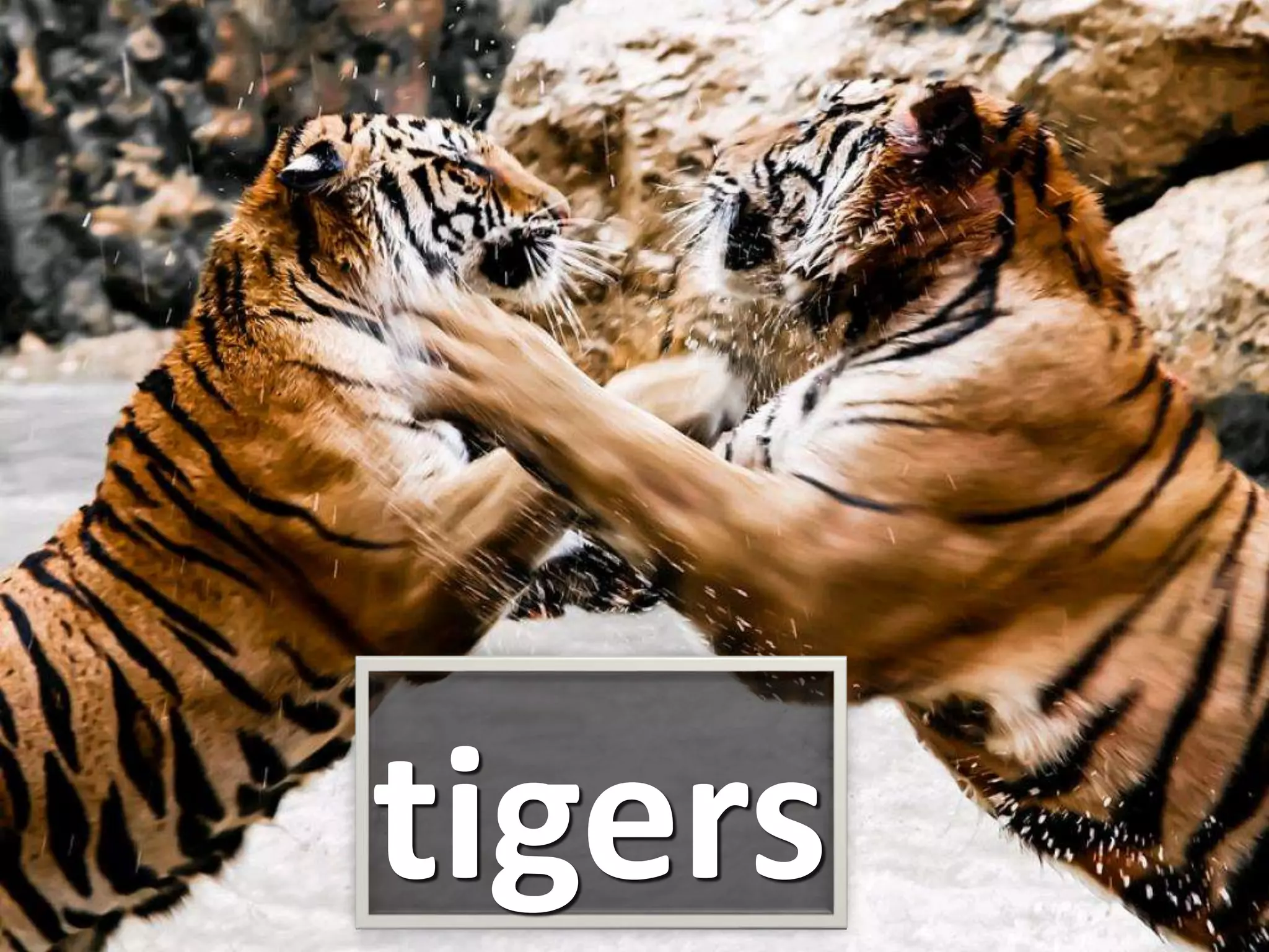 What animals children love to see at the zoo | PPTX