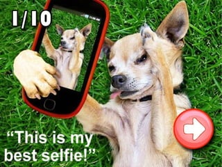 What Animals Do on Their Mobile Phones | ODP