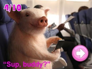 What Animals Do on Their Mobile Phones | ODP